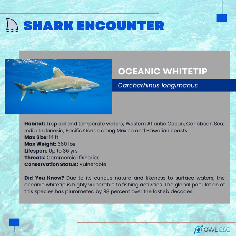 SHARKS IN PERIL: THREATS and OVERFISHING – PART 2 - OWL ESG