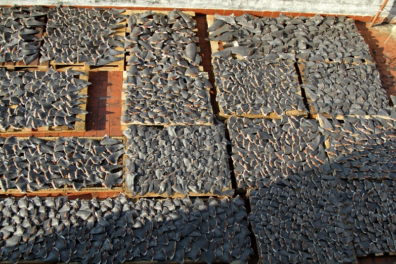 SHARKS IN PERIL: THREATS and OVERFISHING – PART 2 - OWL ESG